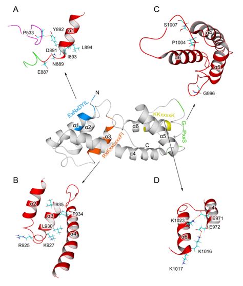 Motifs In The C Terminal Domain Of Hsdr Conserved Motifs Mapped To Download Scientific Diagram
