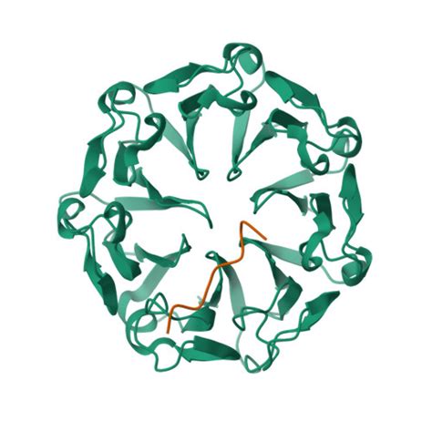 RCSB PDB 7Q46 Crystal Structure Of RCC1 Like Domain 2 Of Ubiquitin