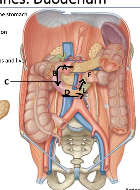 Duodenum Diagram Quizlet