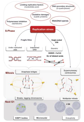 Dna Replication Stress Wikipedia
