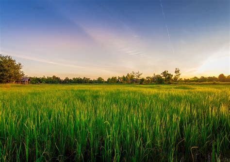 Genetically Modified Rice Key To Tackling Climate Driven Food Shortages