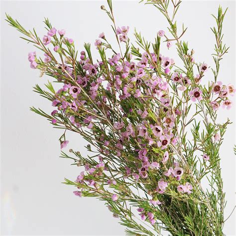 生花輸入ワックスフラワー 淡ピンク系品種おまかせ 50cm程度 OT 花材通販はなどんやアソシエ