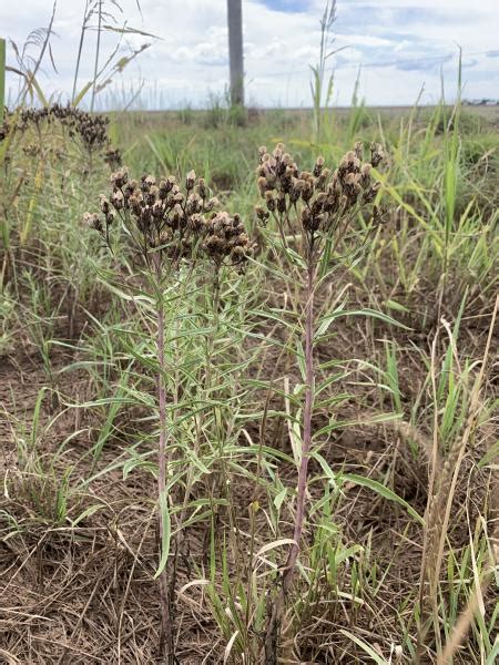 Vernonia Marginata Plains Ironweed Fsus