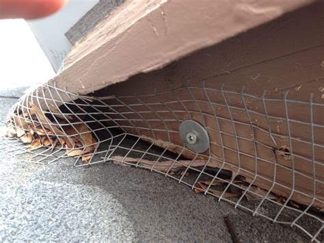 The Importance Of Detail In Bat Exclusion