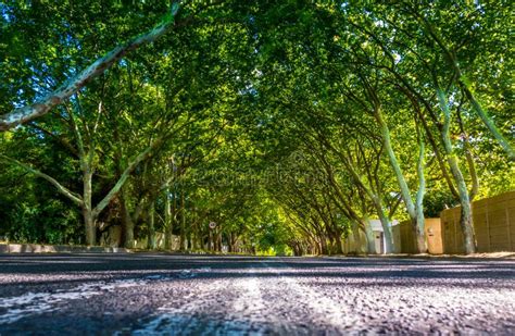Trees Form Canopy Over Road Stock Photos Free Royalty Free Stock Photos From Dreamstime