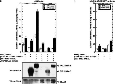 Role Of Sre In Activation Of The C Fos Promoter By Pml Rar A A