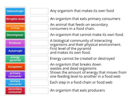 Trophic Levels Vocabulary Match Up