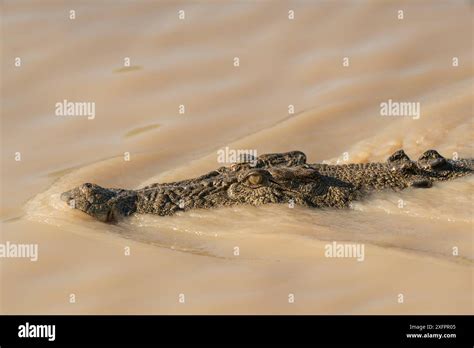 Saltwater Crocodile Crocodylus Porosus Swimming Towards The Adelaide