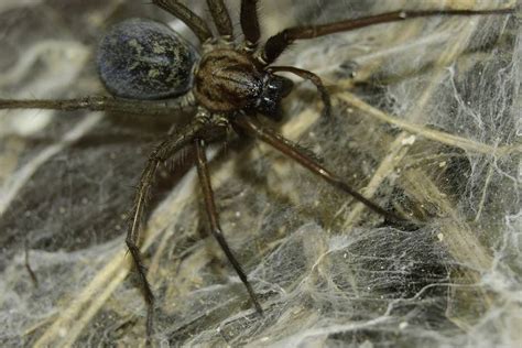 Types Of Spider Webs And Their Characteristics The Bellevue Gazette