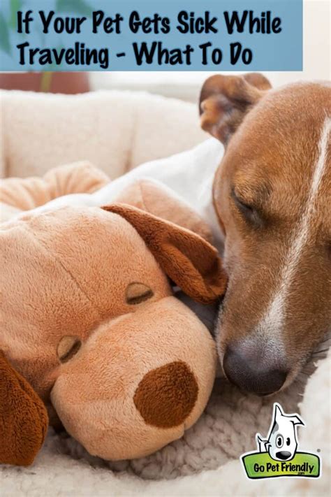 What To Do If Your Pet Gets Sick While Traveling Fluff Love Pets