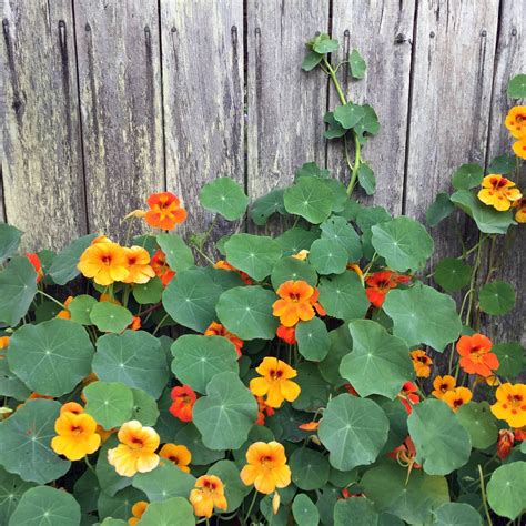 Tropaeolum Majus Seeds