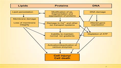 Reactive Oxygen Species Pptx