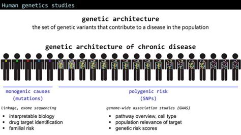 Rare Genetic Mutations Contribute To Alopecia Areata Etiology Ppt