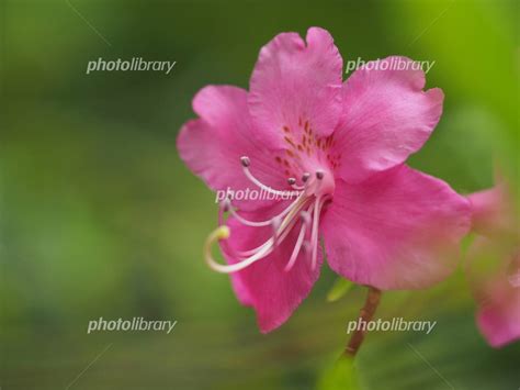 Photolibrary