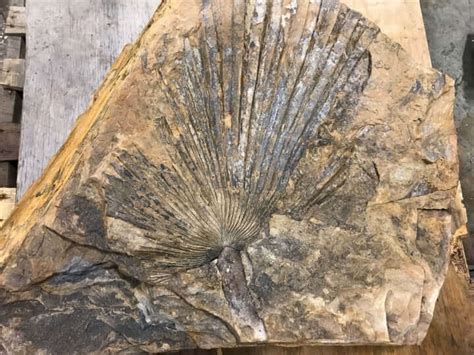 Rare Palm Tree Fossil Alpine Boulder Company