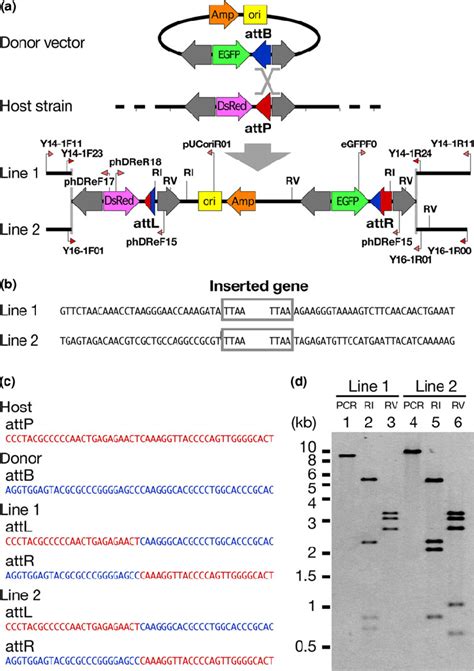 Illustration Of The Sitespecific Integration Of Donor Plasmid Download Scientific Diagram