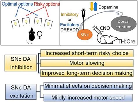 黑质纹状体通路中的多巴胺活性改变雌性大鼠线索诱导的风险选择模式 European Journal Of Neuroscience X Mol