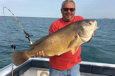 Fish Of The Week A Big Freshwater Drum From Southern Lake Michigan
