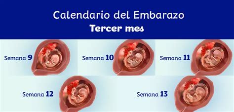 3 Meses De Embarazo Síntomas Y Desarrollo Del Feto Dodot