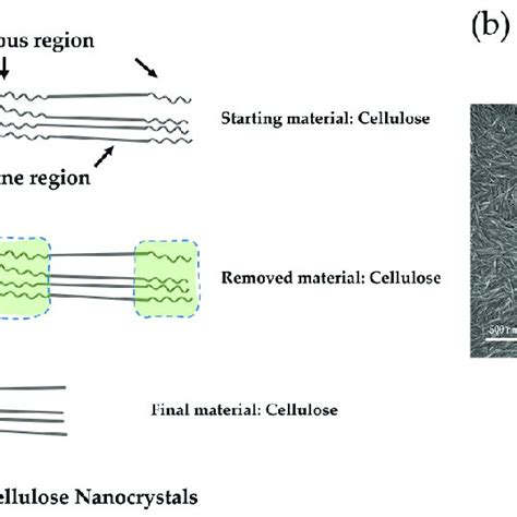 Cellulose Nanomaterials A Schematic Representation Of The Process To