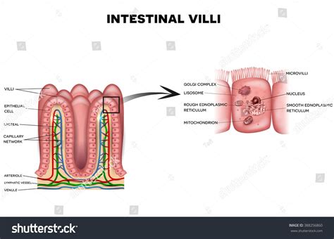 Small Intestine Diagram Villi