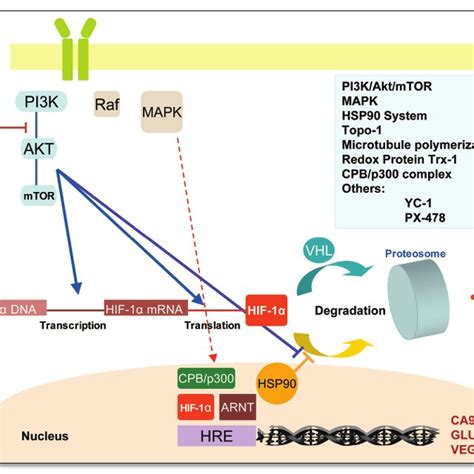 Hif 1α Molecular Pathway Small Molecules Acting At Different Steps Are