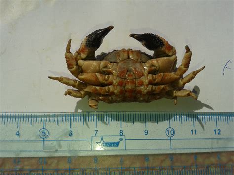 Hi Can Anyone Help Me Identify This Two Crab Species