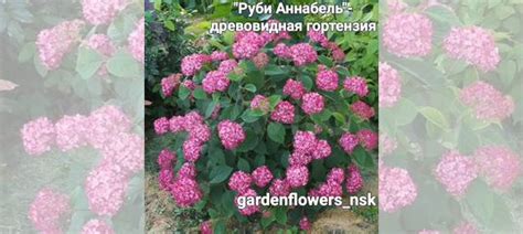 Гортензия древовидная Руби Аннабель купить в Новосибирске | Товары для ...