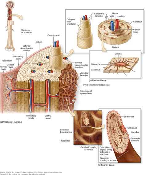 Label The Microscopic Anatomy Of Spongy Bone