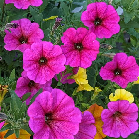 Petchoa Supercal Premium Purple Dawn White Flower Farm