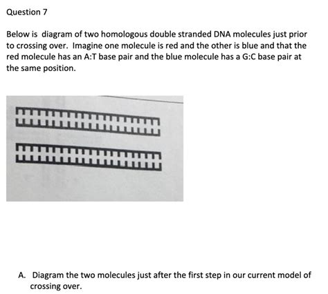 Solved Below Is Diagram Of Two Homologous Double Stranded Chegg