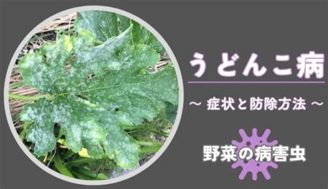 褐斑病かっぱんびょう症状の見分け方発生原因と防除方法 やまむファーム
