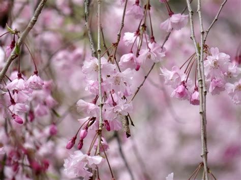 【2017】京都二条城の桜の見頃と人気おすすめランチカフェ6選│クラウドノート