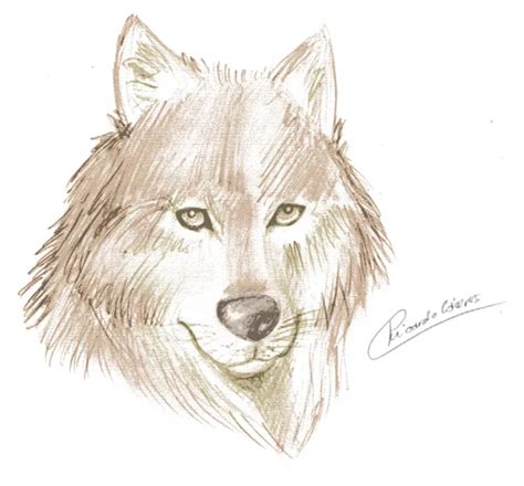 Como Dibujar Una Lobo Imagui