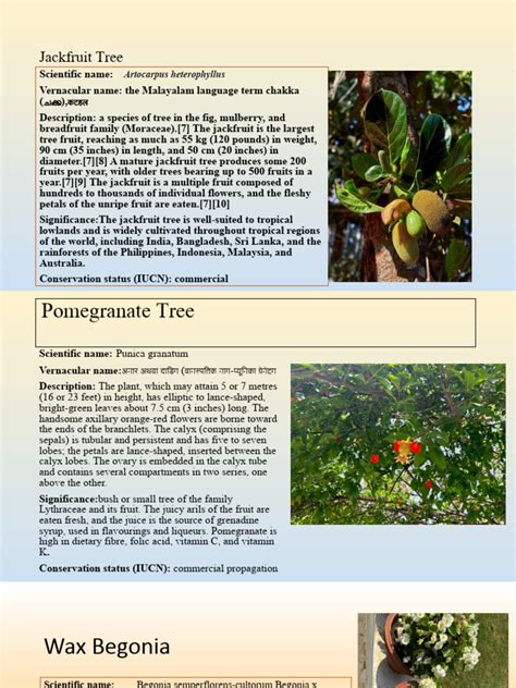 Tree Census Copy 2 Pdf Plants Botany