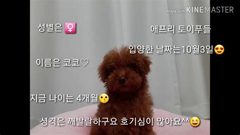 코코 소개영상 [밤톨이코코] Youtube