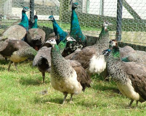 Paon Bleu Pavo Cristatus Paon Animaux