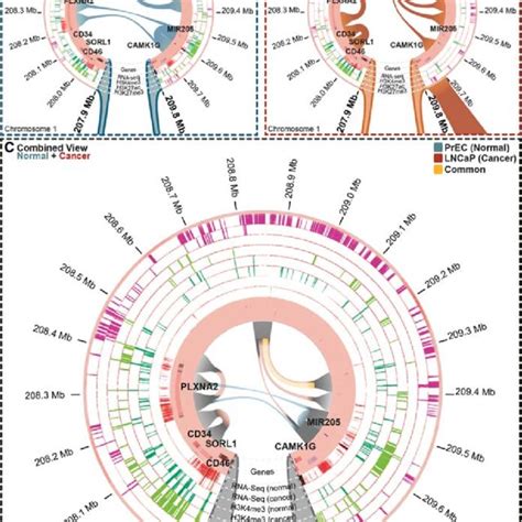 Topologically Associated Domains Tads Are Smaller But Maintained Download Scientific Diagram
