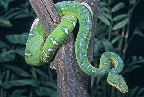 Emerald Tree Boa A Z Animals