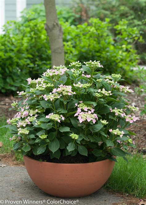 Lets Dance® Starlight Hydrangea Plant Addicts