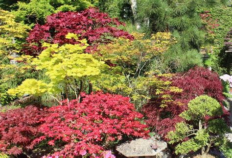 Japanese Maple Fertilizer Needs When To Fertilize Japanese 52 Off
