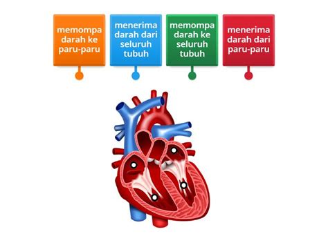 Fungsi Bagian Jantung Labelled Diagram