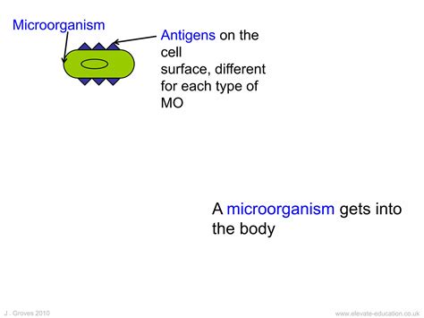 Immunity Powerpoint Pptx