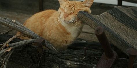 Dermatite Atopica Nel Gatto Cause Sintomi E Terapia Petsblog