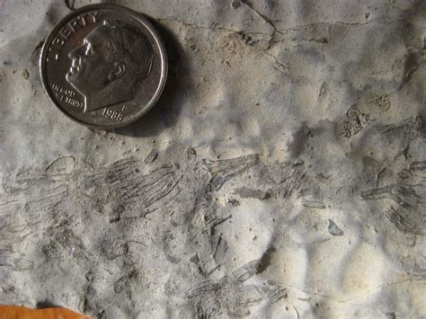 Ordovician Algae Fossil Id The Fossil Forum