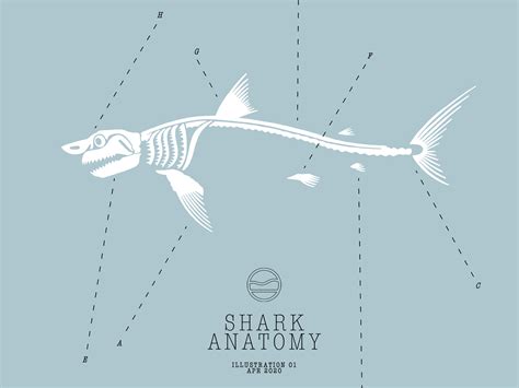 Shark Bone Anatomy