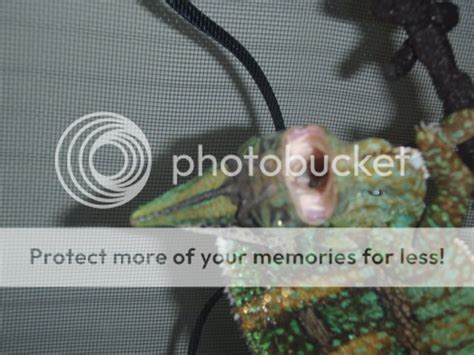 Veiled Chameleon Shedding Open Sore Chameleon Forums