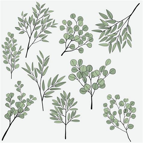 Freehand Drawing Of Eucalyptus Branch Collection 16134650 Vector Art