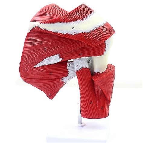 Human Joint Anatomical Model Body Model Scientific Muscled Shoulder