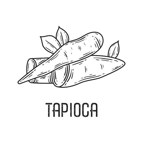 Ilustração Em Vetor Preto De Linha De Raiz De Tapioca Isolada Vetor